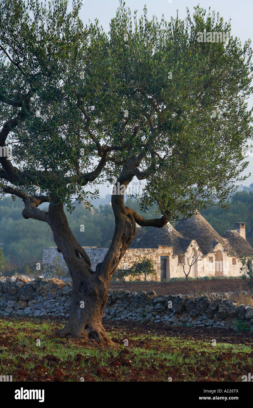 a trulli amongst the olive groves in the countryside nr Alberobello ...