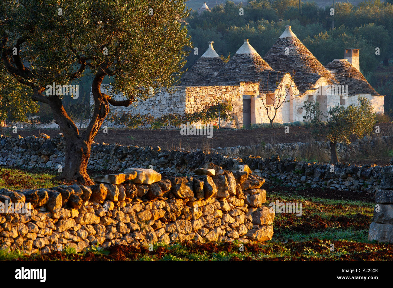 a trulli amongst the olive groves in the countryside nr Alberobello ...