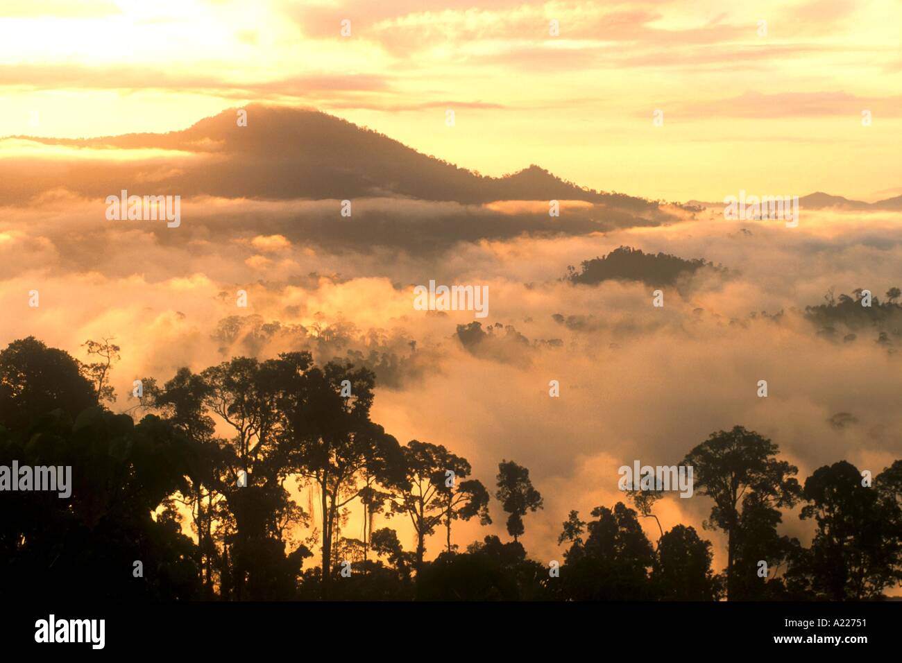 Dawn over Bukit or Mt Danum and the virgin dipterocarp rainforest ...