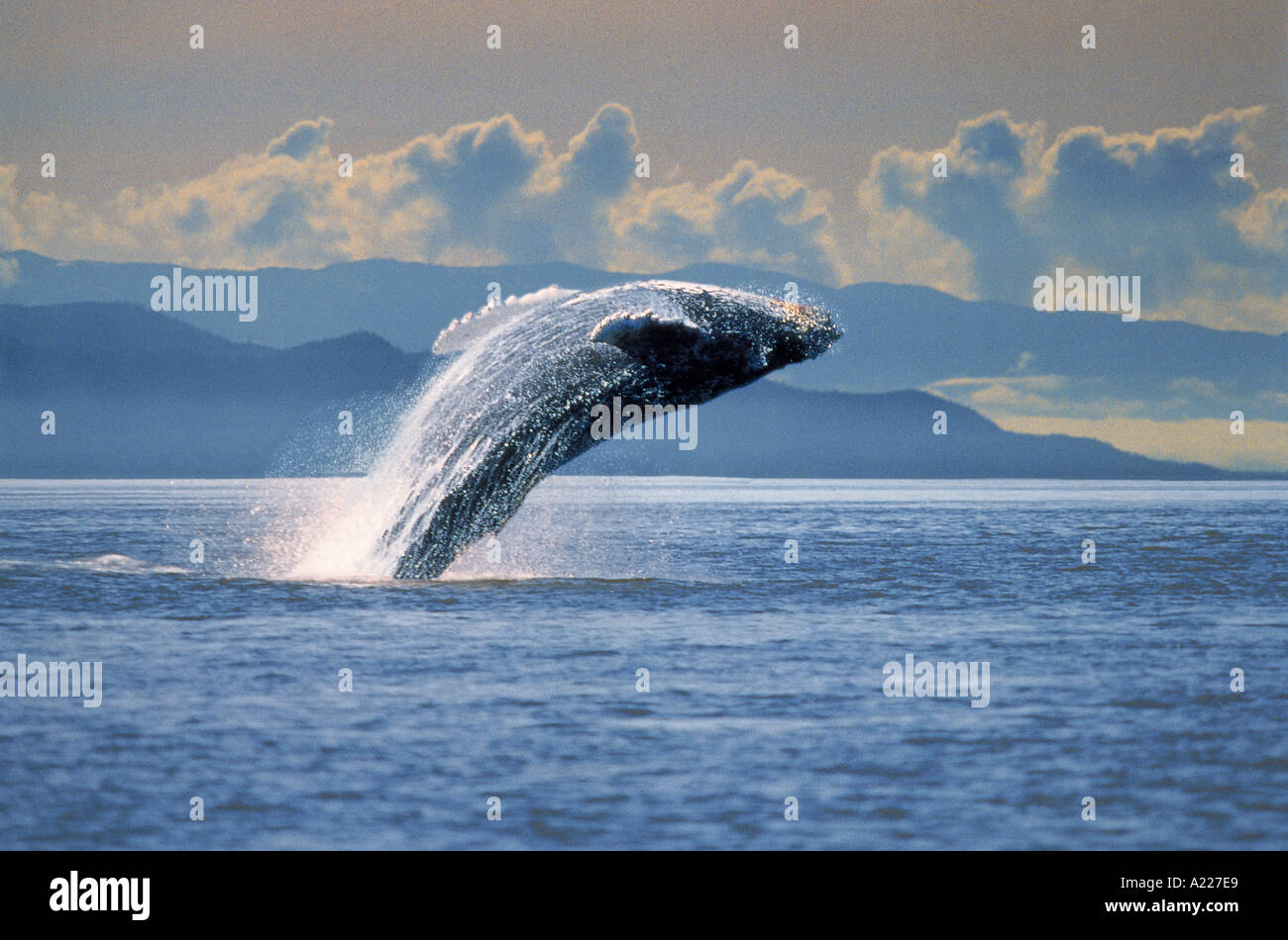 Breaching Humback whale Frederick Sound Alaska USA James Gritz ...
