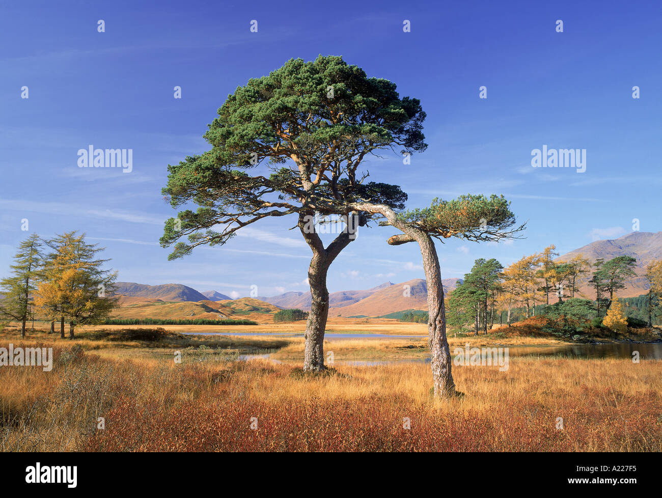 Scots Pine trees Loch Tulla Strathclyde Scotland England R Rainford ...