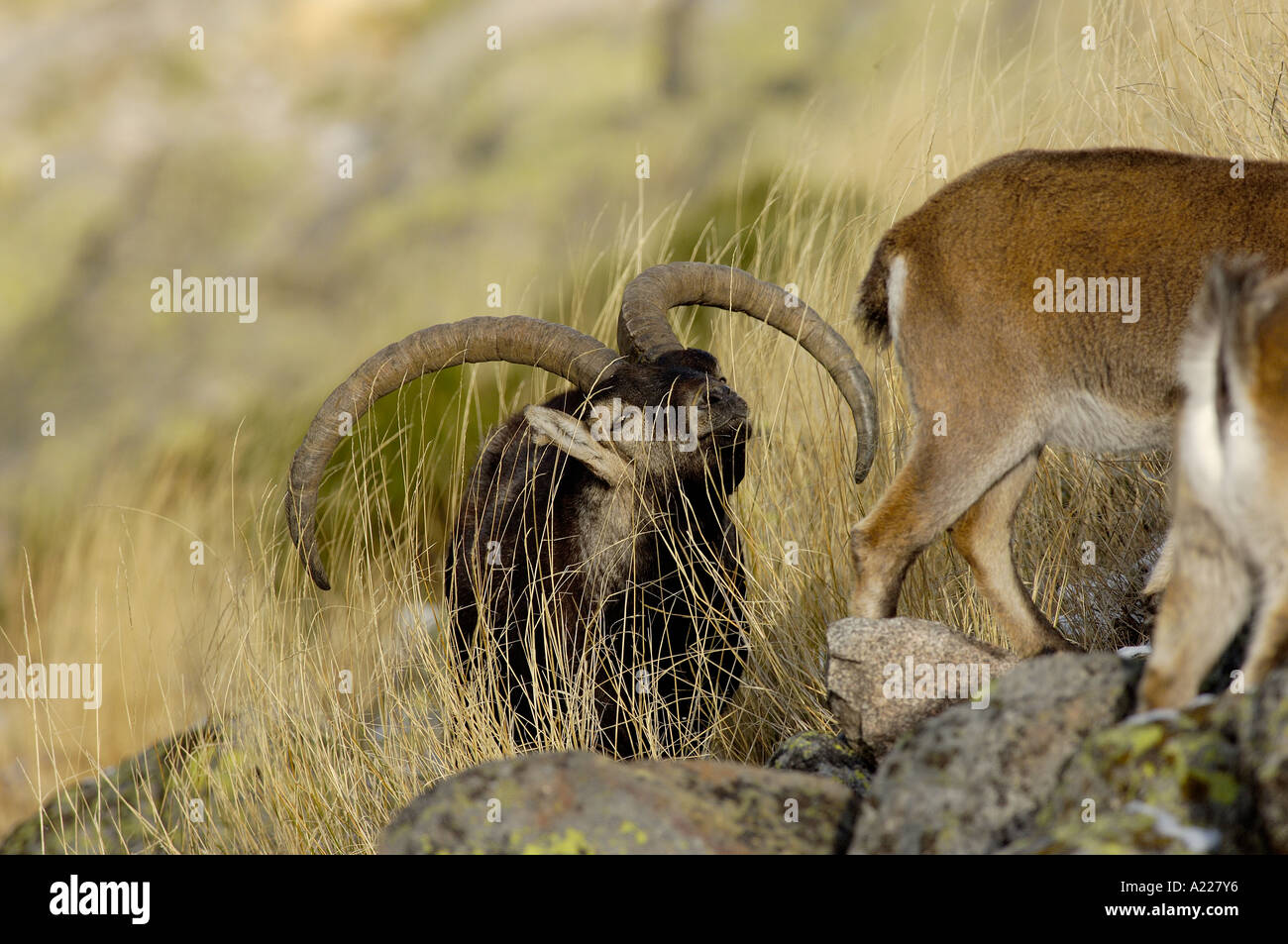 Spanish Ibex Capra pyrenaica at Sierra de Gredos Ávila province Spain ...