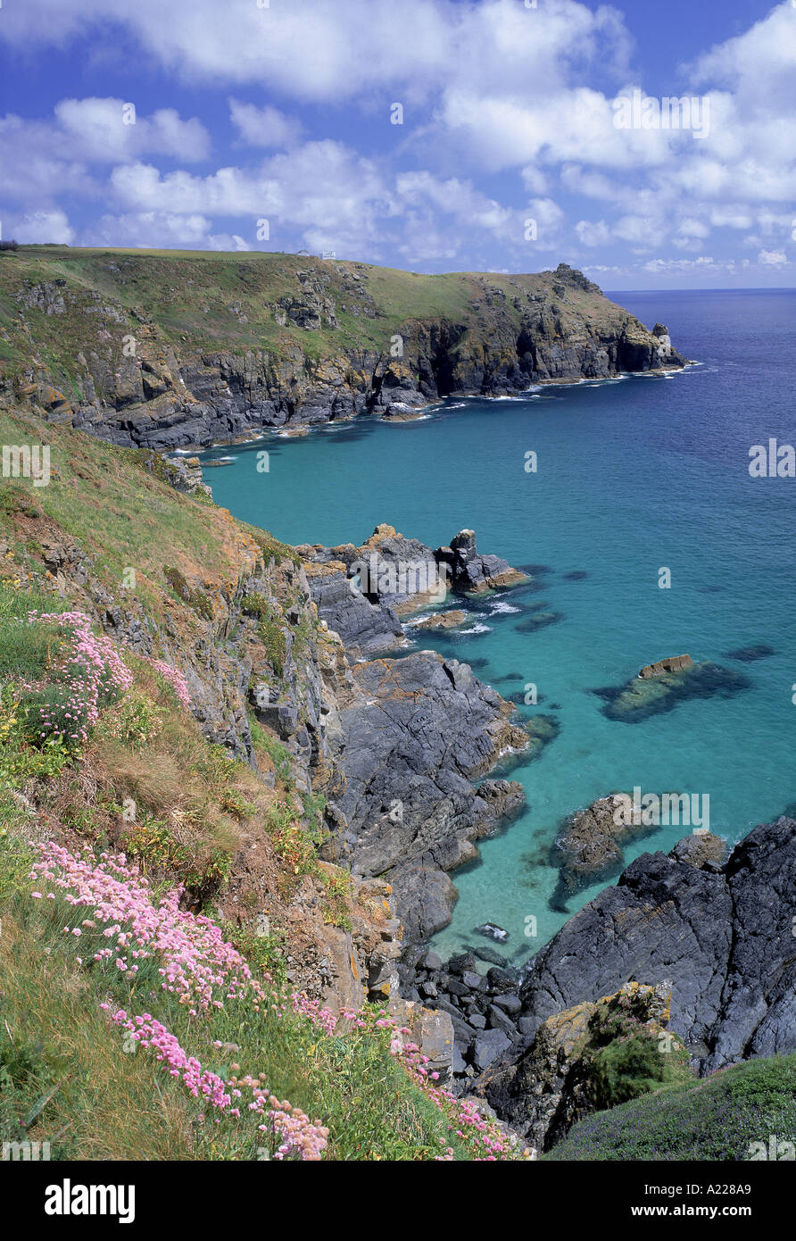 Thrift on cliffs at The Lizard Cornwall England UK R Rainford Stock ...