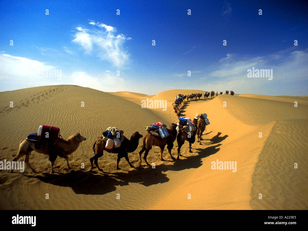 Taklimakan desert camels hi-res stock photography and images - Alamy