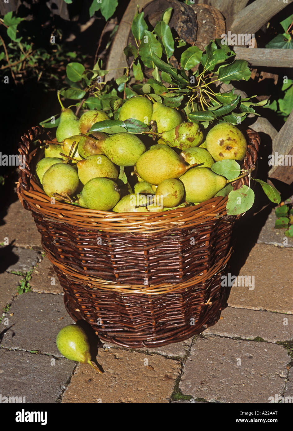 basket with pears Stock Photo - Alamy