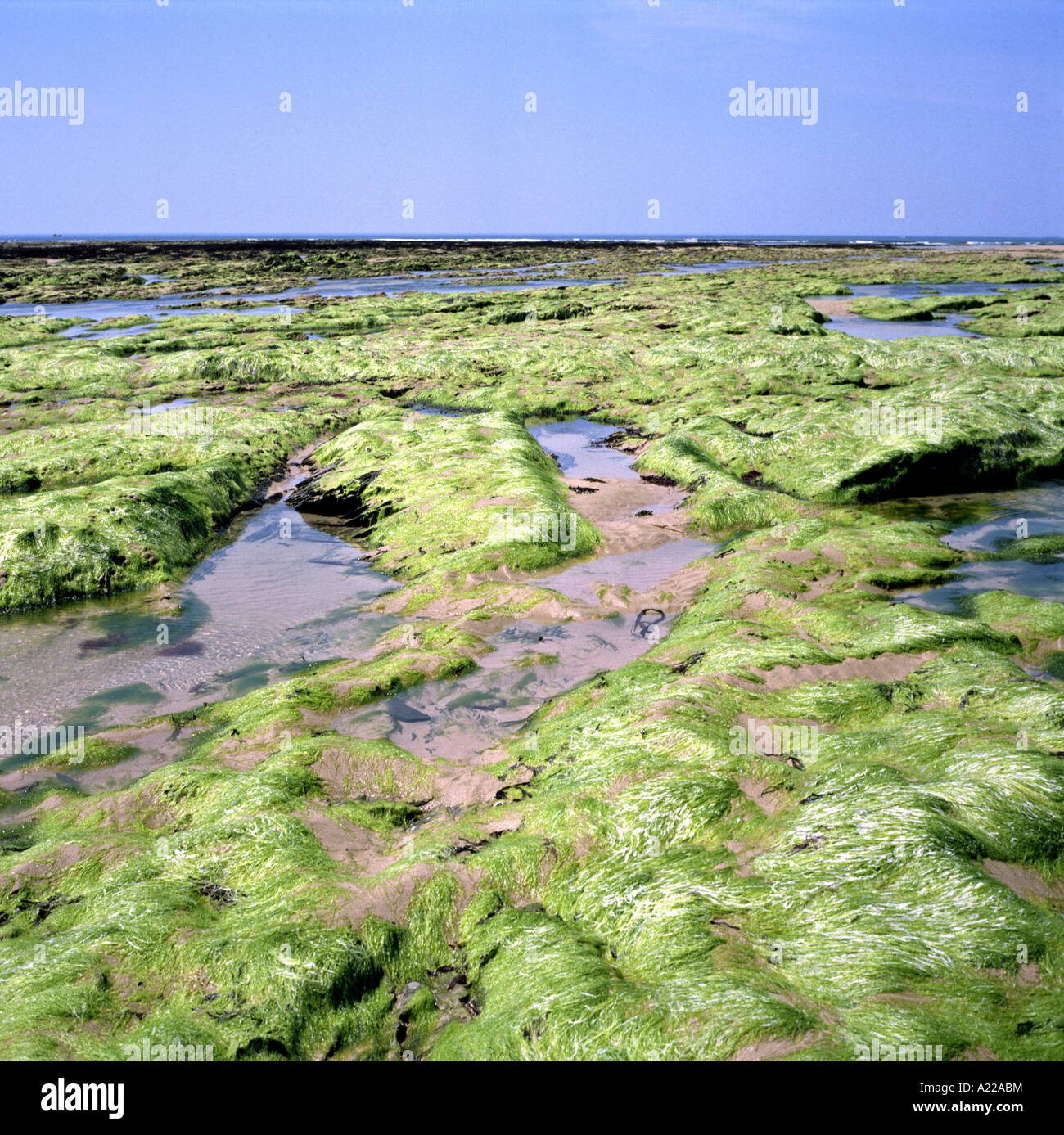 Wadden seas hi-res stock photography and images - Alamy