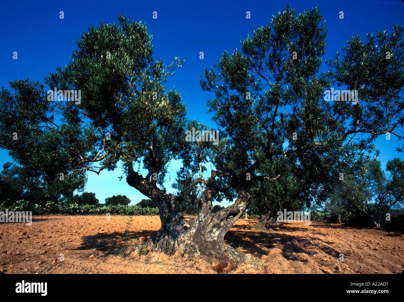 Olive tree Tunisia Africa D Beatty Stock Photo - Alamy