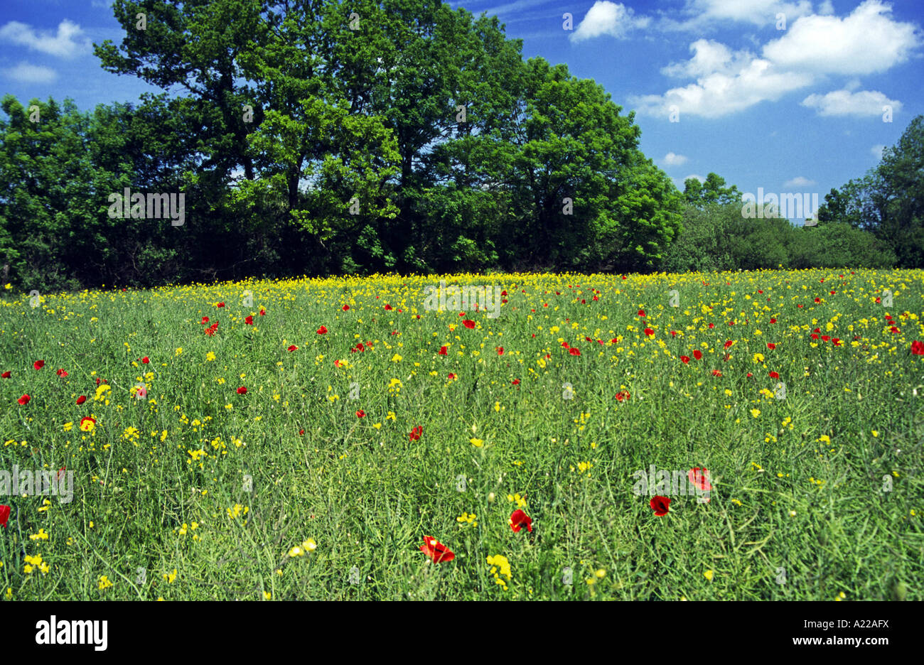 different flowers on meadow Stock Photo - Alamy