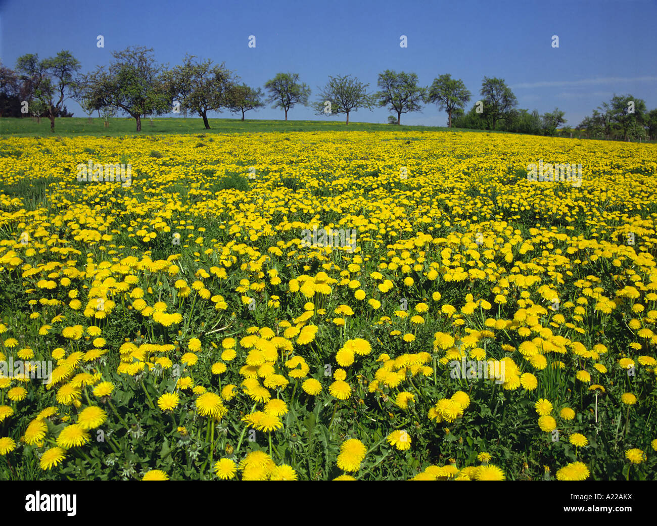 meadow with dandelion Stock Photo - Alamy