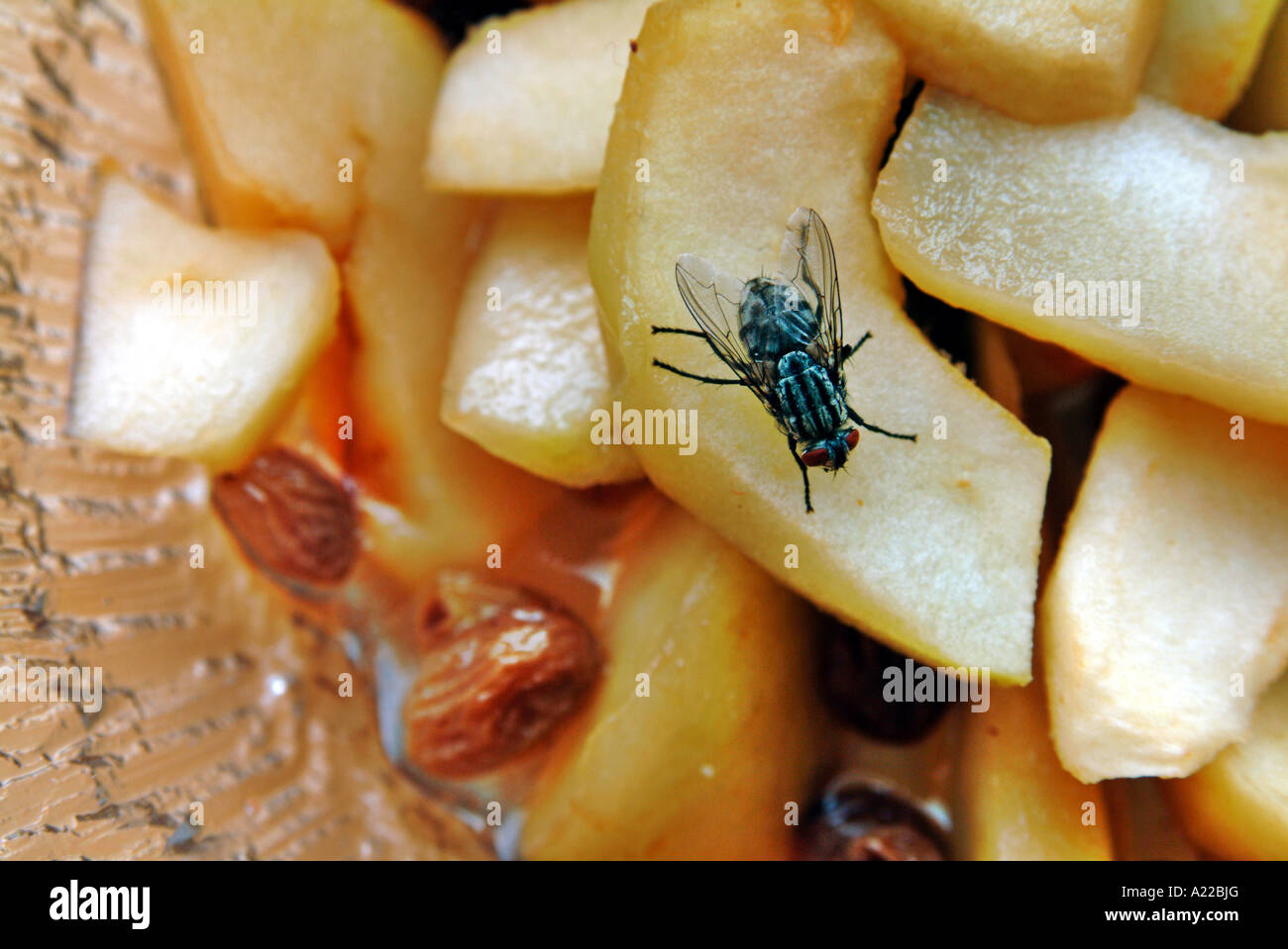 fly on fruits Stock Photo - Alamy