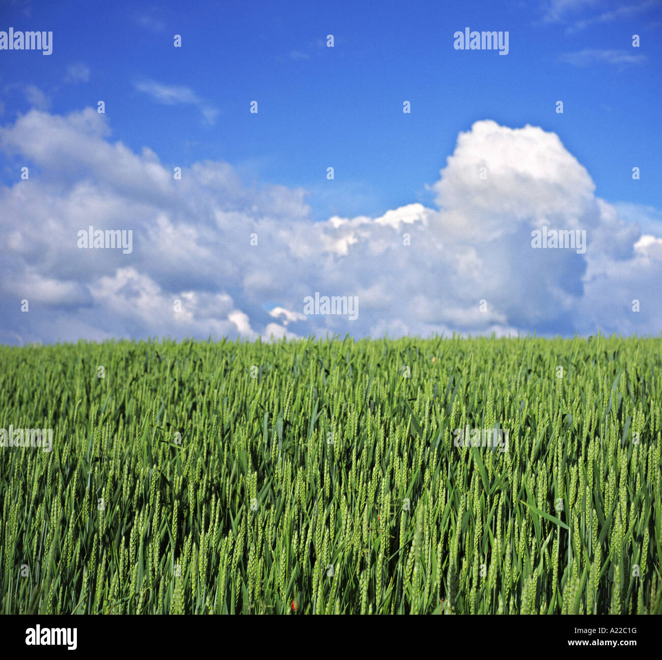 Good wheat hi-res stock photography and images - Alamy