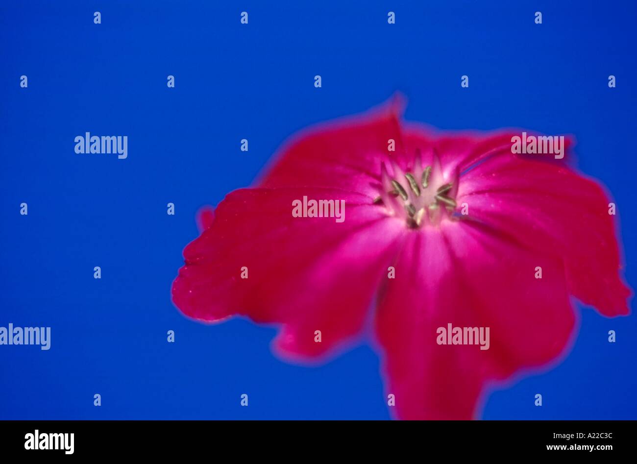 Adams studio hi-res stock photography and images - Alamy