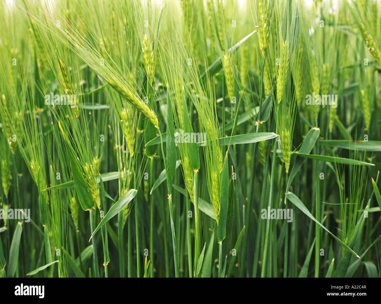 barley - ears Stock Photo - Alamy