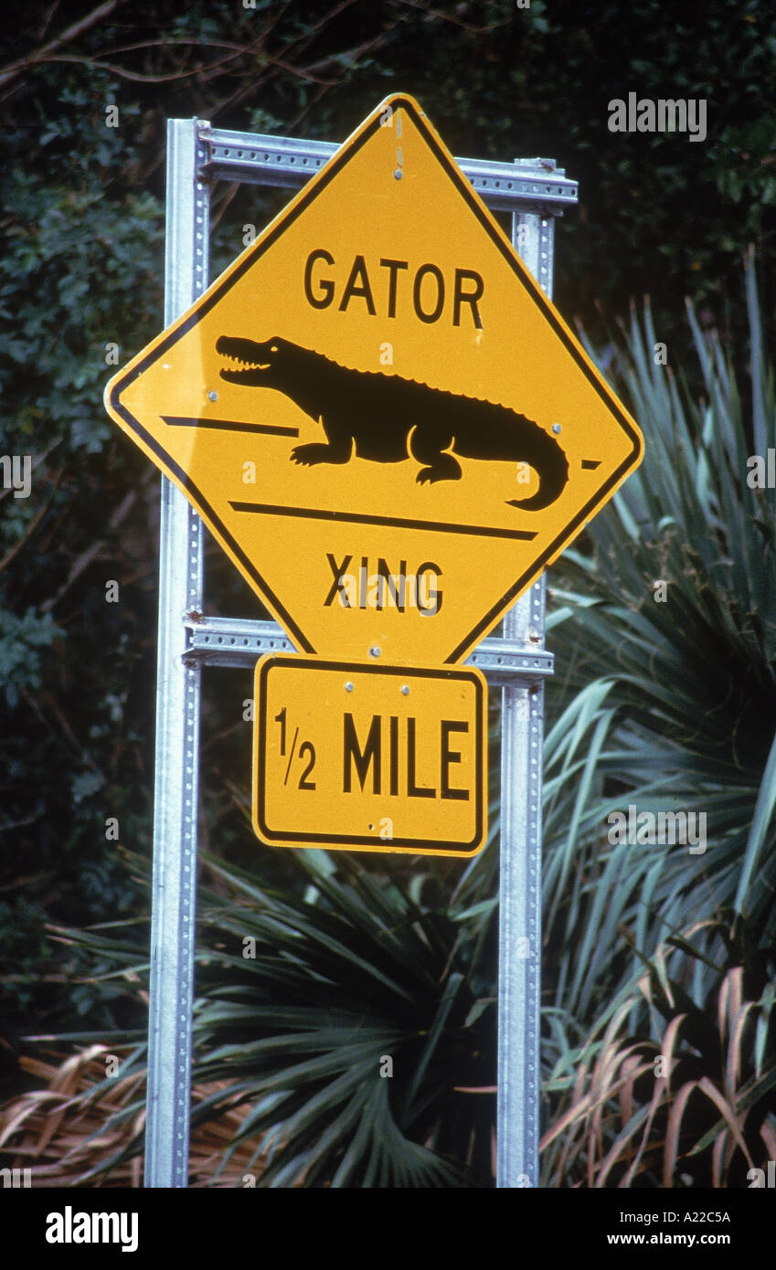 Road sign Alligator crossing ahead once endangered large reptile ...