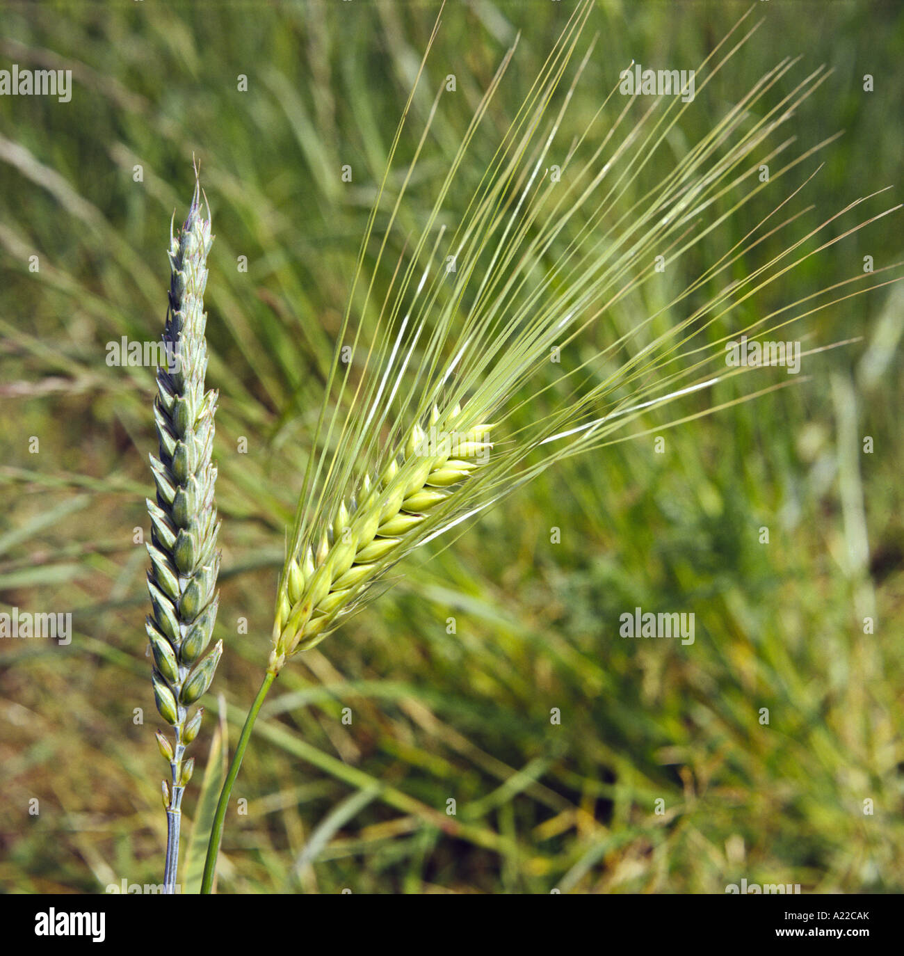 barley and rye - ears Stock Photo - Alamy