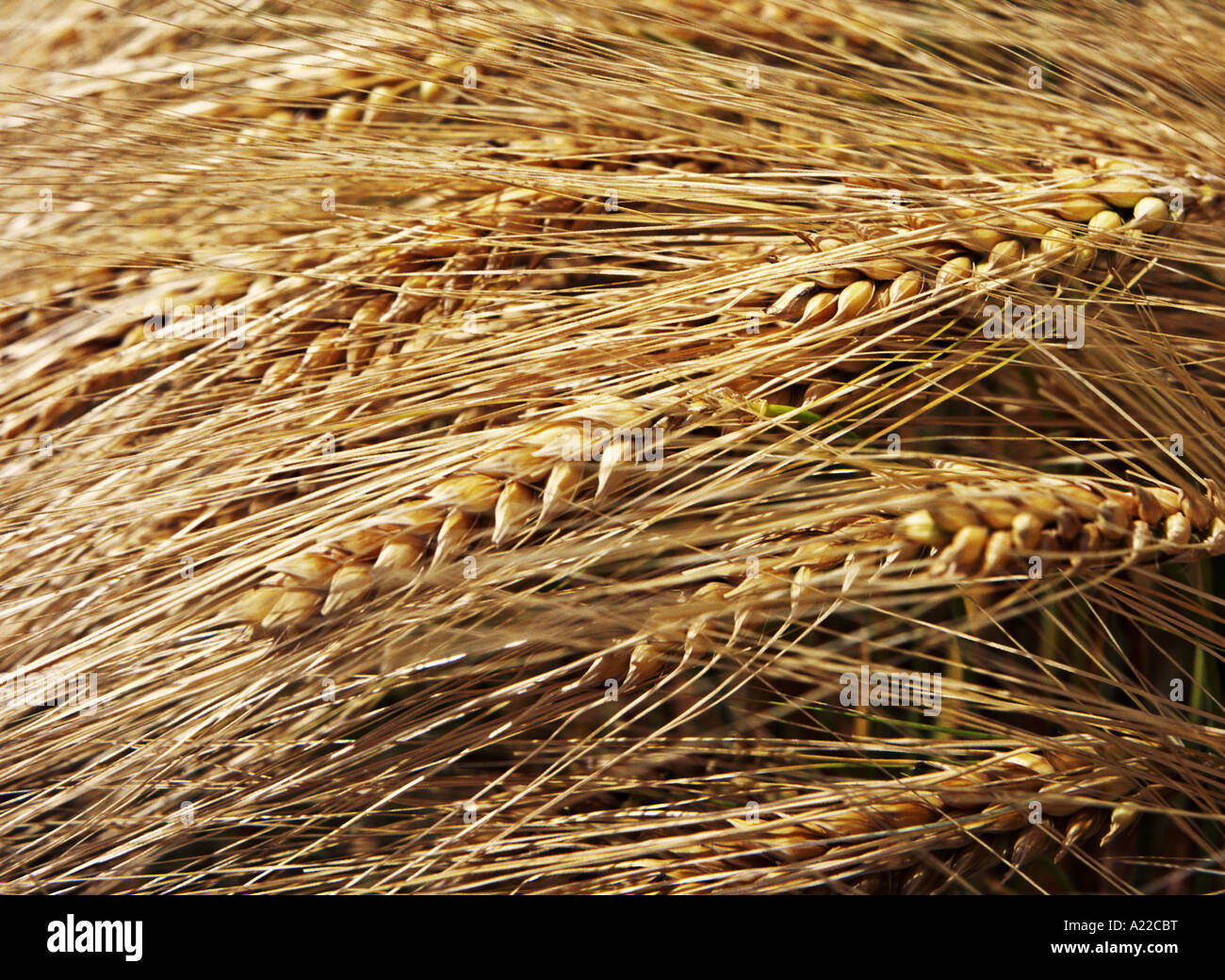 barley - ears Stock Photo - Alamy