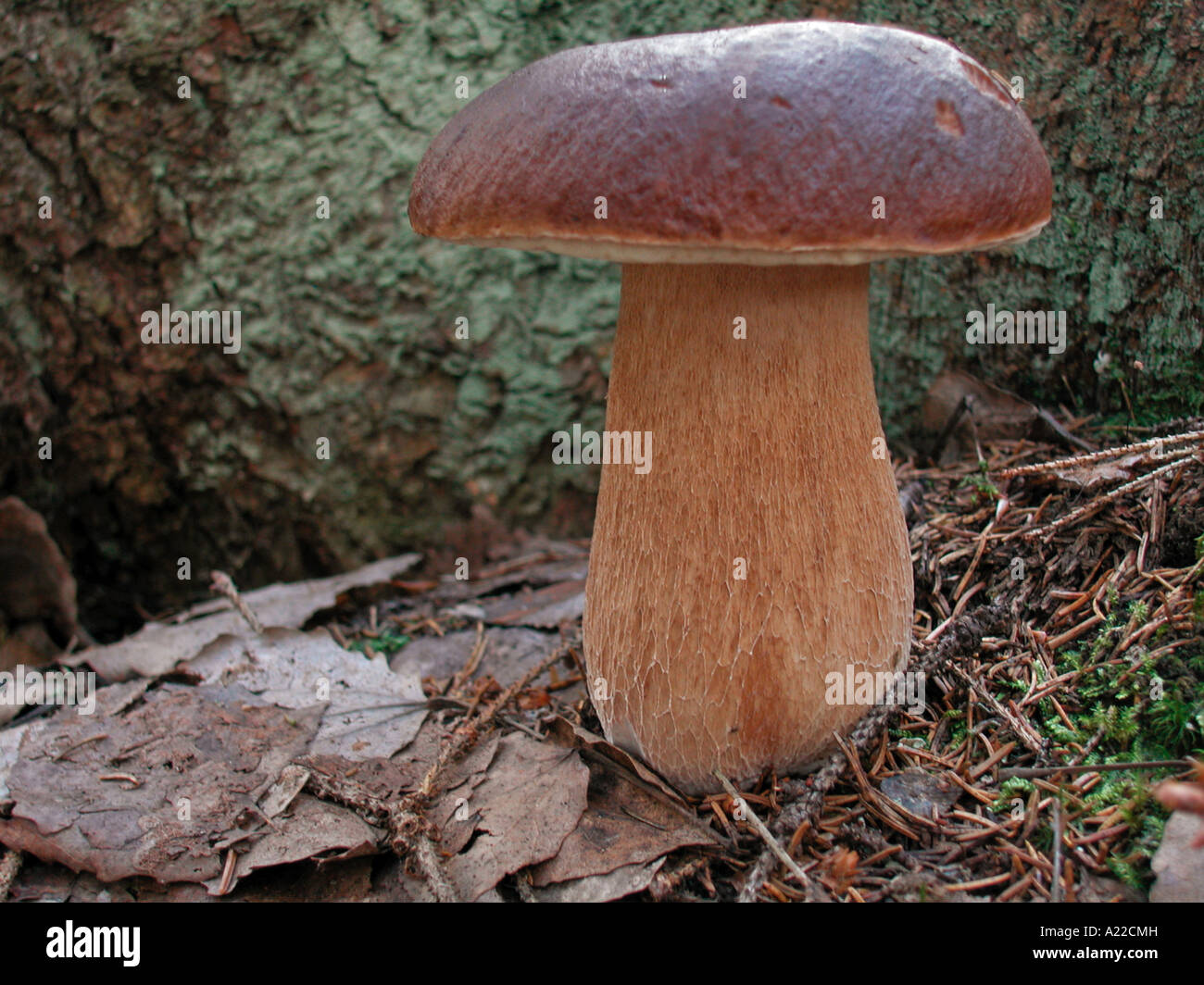 Summer ceps hi-res stock photography and images - Alamy