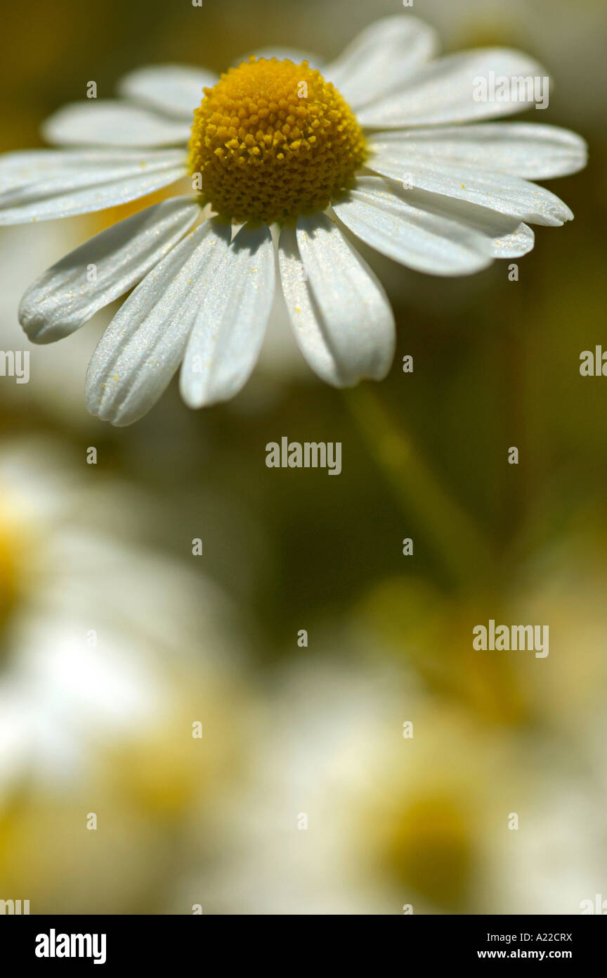 german chamomile - blossom / Matricaria recutita Stock Photo - Alamy