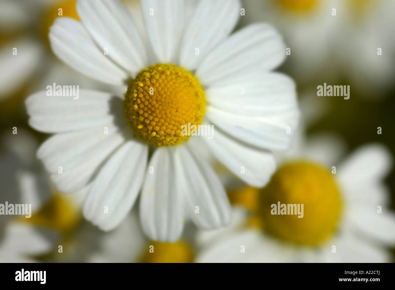 german chamomile - blossom / Matricaria recutita Stock Photo - Alamy