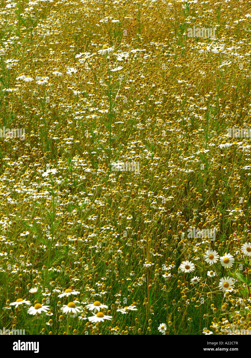 german chamomile / Matricaria recutita Stock Photo - Alamy