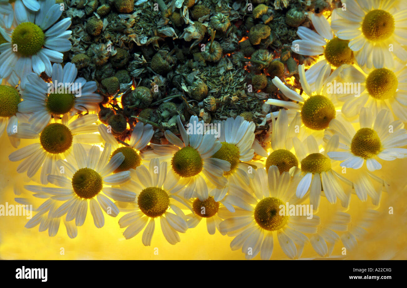 german chamomile - blossom / Matricaria recutita Stock Photo - Alamy