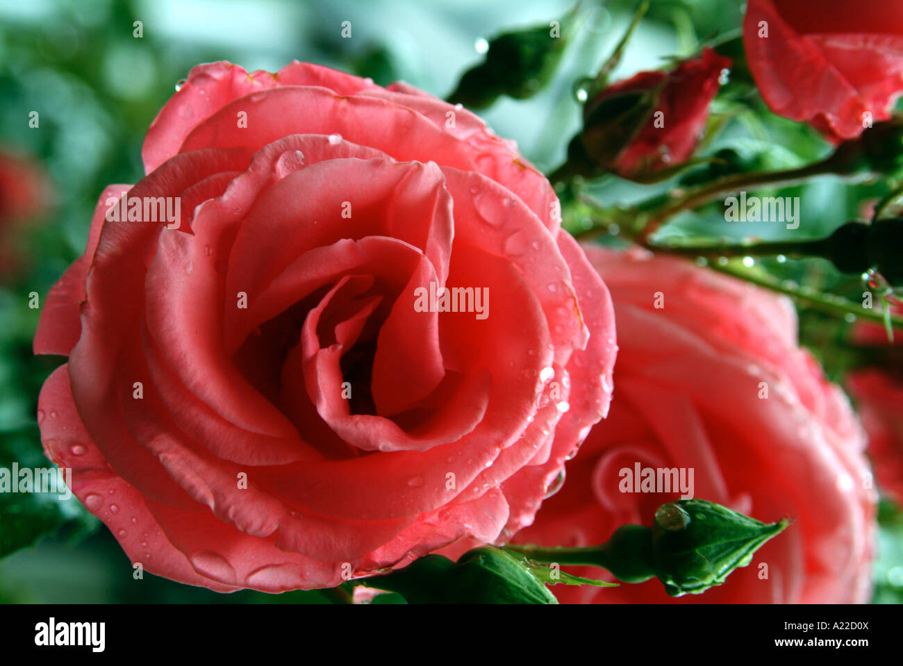 rose - blossoms Stock Photo - Alamy