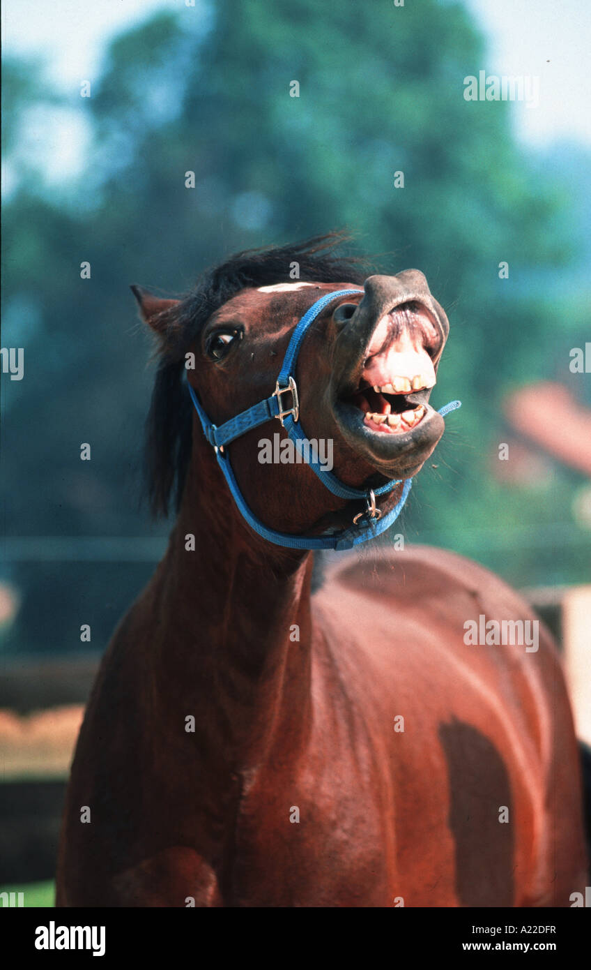 Flehmender Hengst Stallion male horse Stock Photo - Alamy