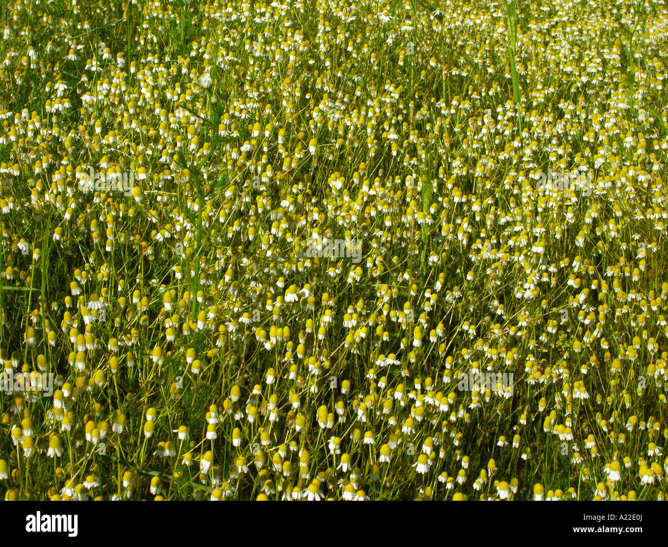 German Chamomile / Matricaria recutita Stock Photo - Alamy