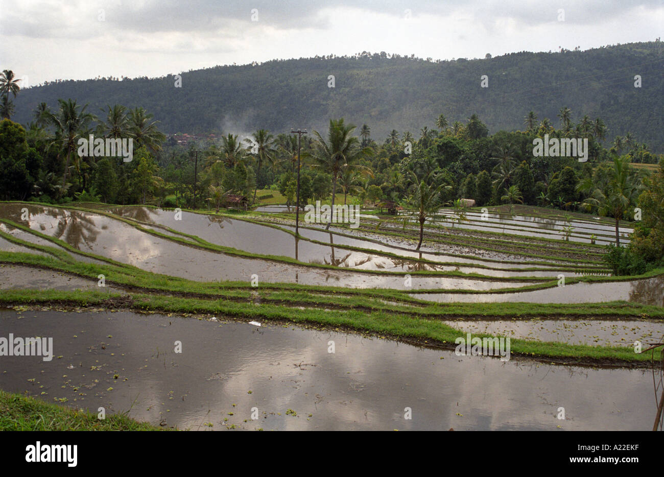 Rice field, Bali, Indonesia Stock Photo - Alamy