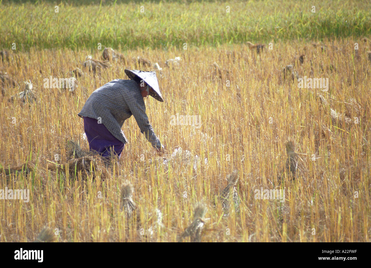 Rice Cultivation, Laos Stock Photo - Alamy