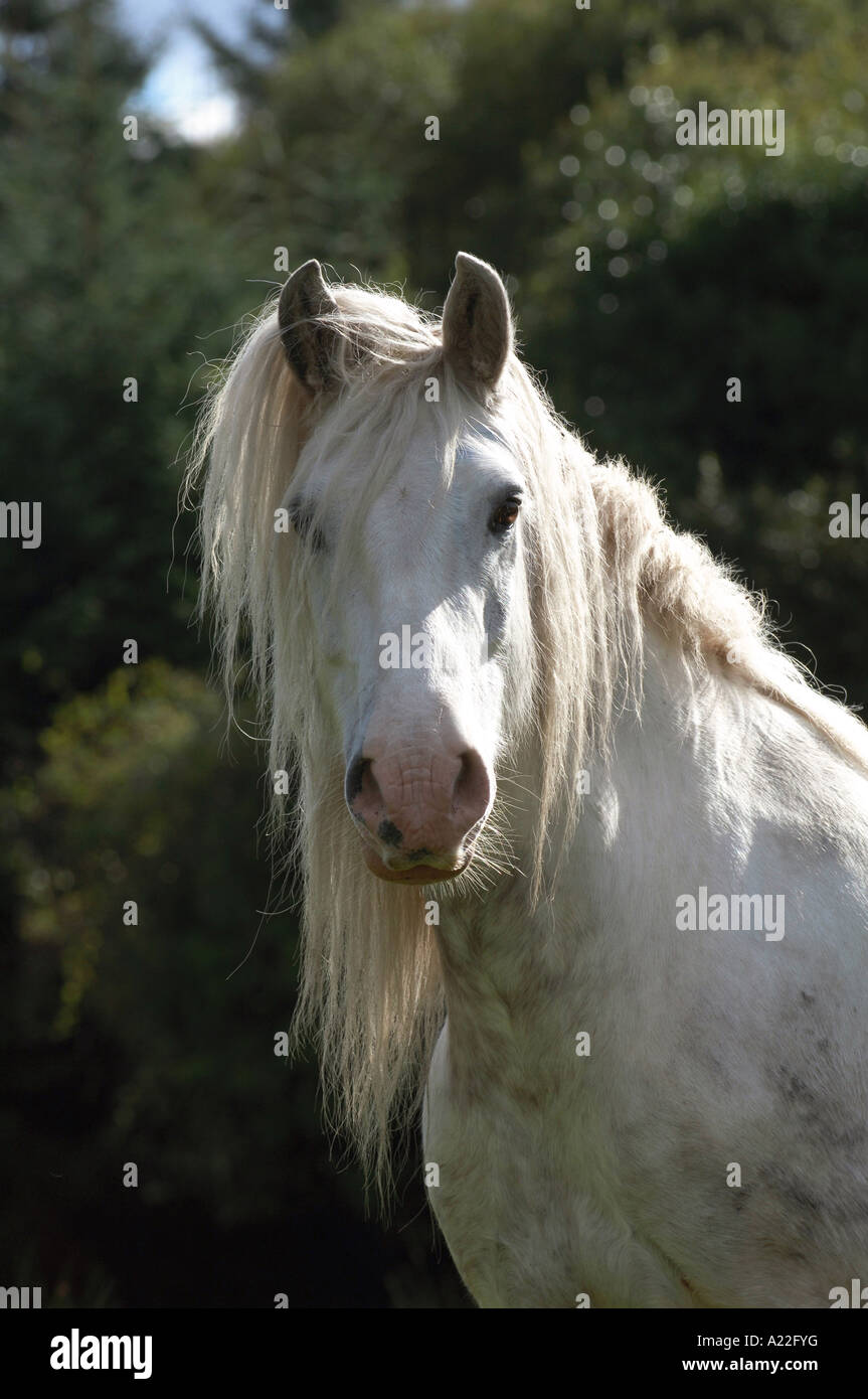 Horses in Irland Irische Pferde Stock Photo - Alamy