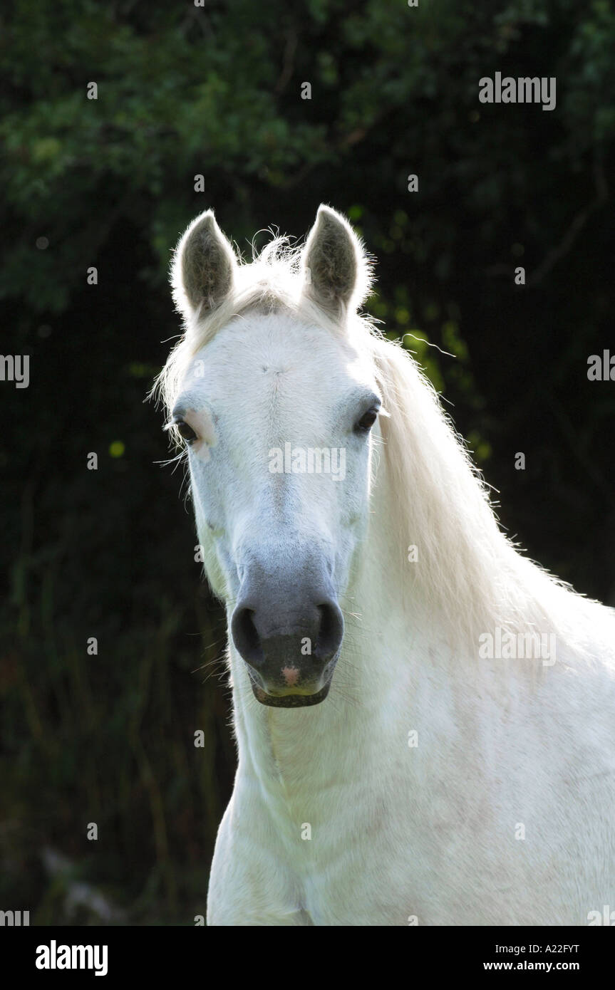 Horses in Irland Irische Pferde Stock Photo - Alamy