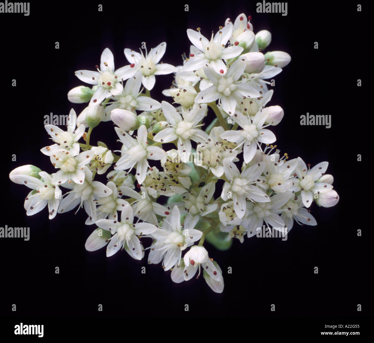 Detail plant nature background Cut Out Stock Images & Pictures - Alamy