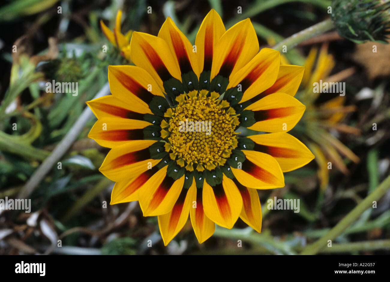 Galliardia flower hi-res stock photography and images - Alamy