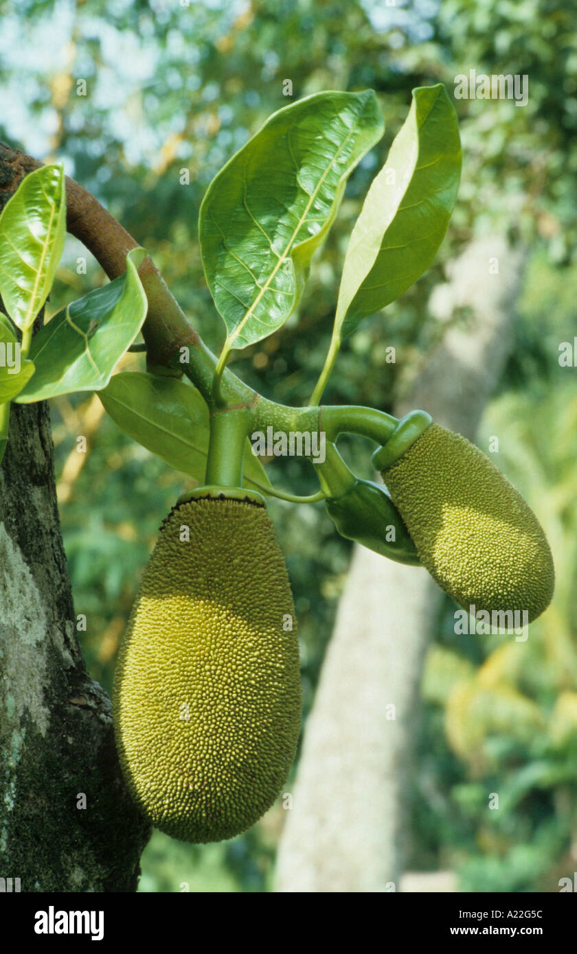 jack fruit yellow orange edible Stock Photo - Alamy