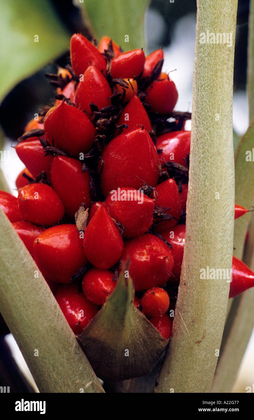 red seed fruit Stock Photo - Alamy