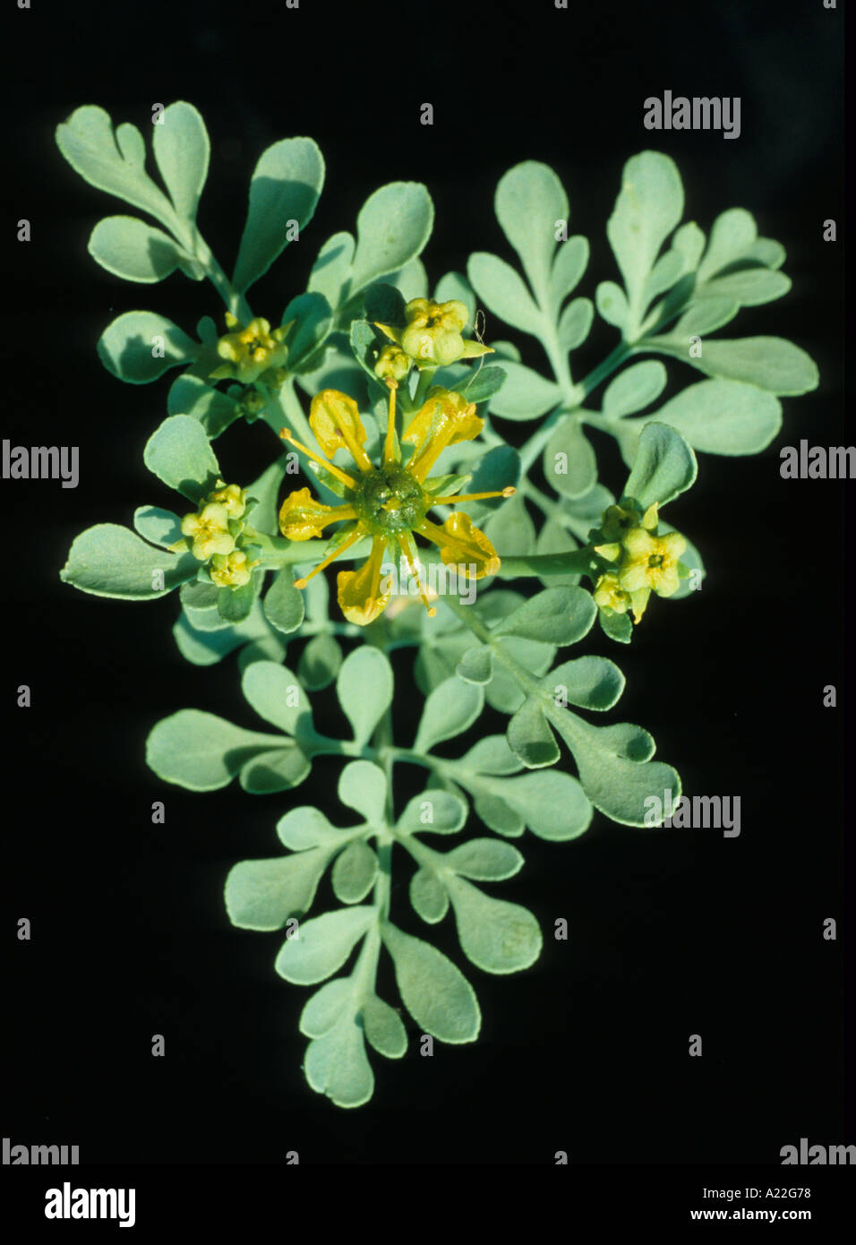 rue ruta herb Stock Photo - Alamy