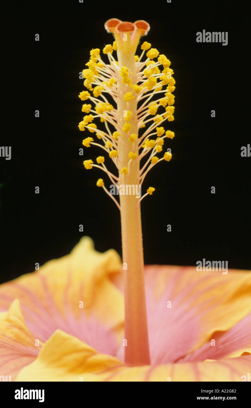 Ring stamen hi-res stock photography and images - Alamy