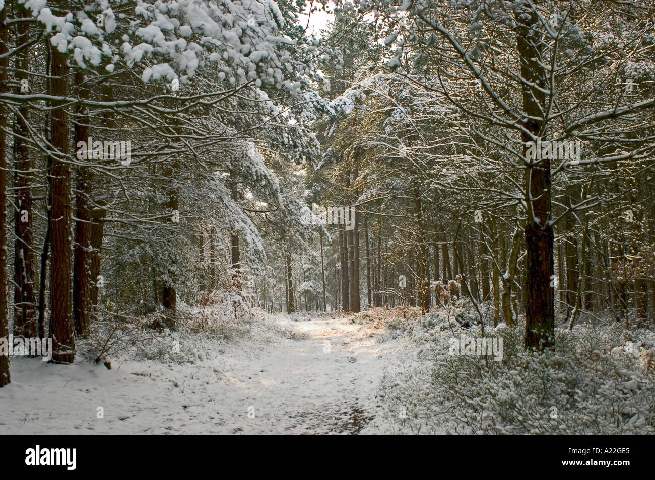 Winter Woodland Surrey Stock Photo - Alamy
