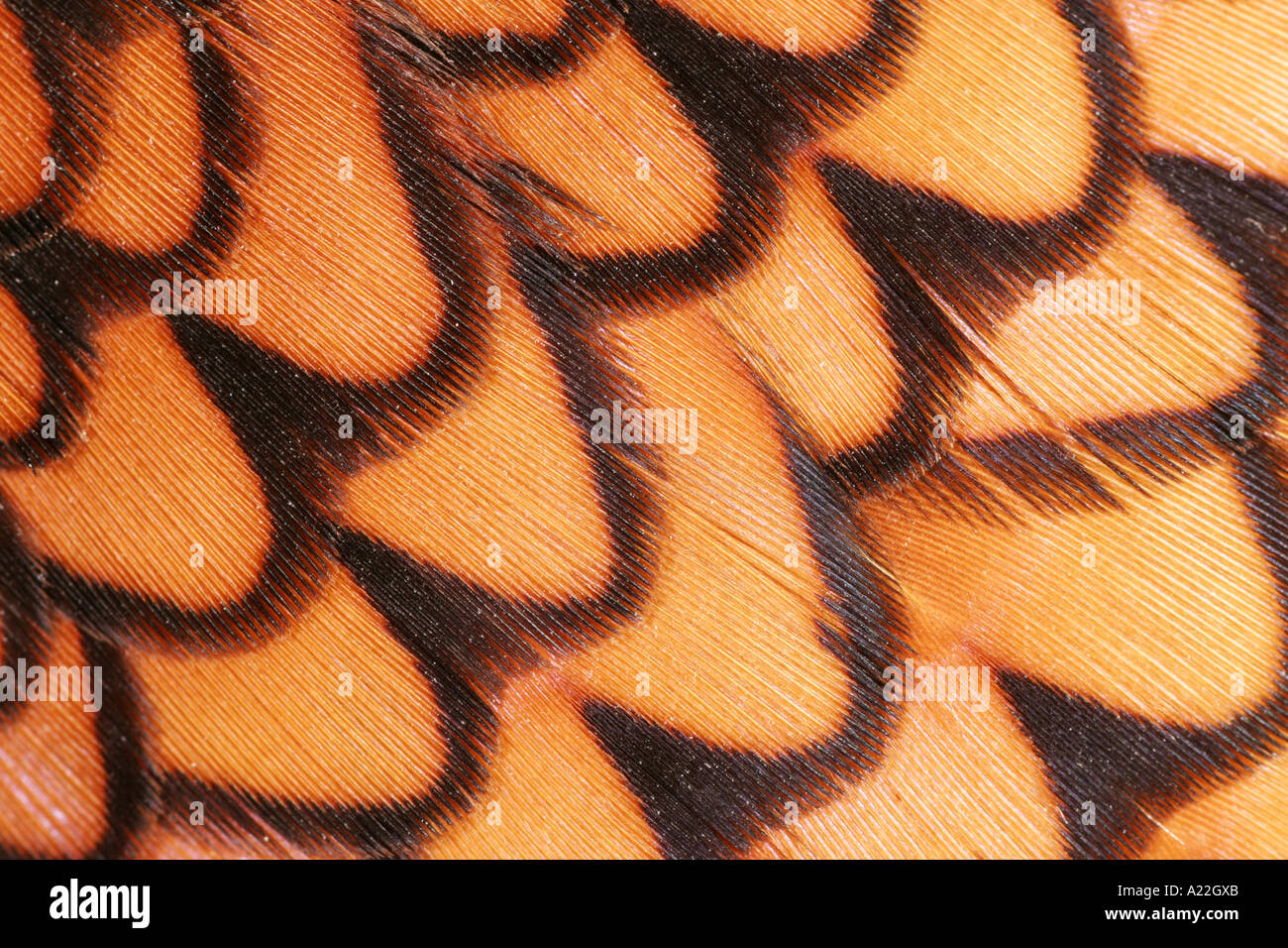 Pheasant feather hi-res stock photography and images - Alamy