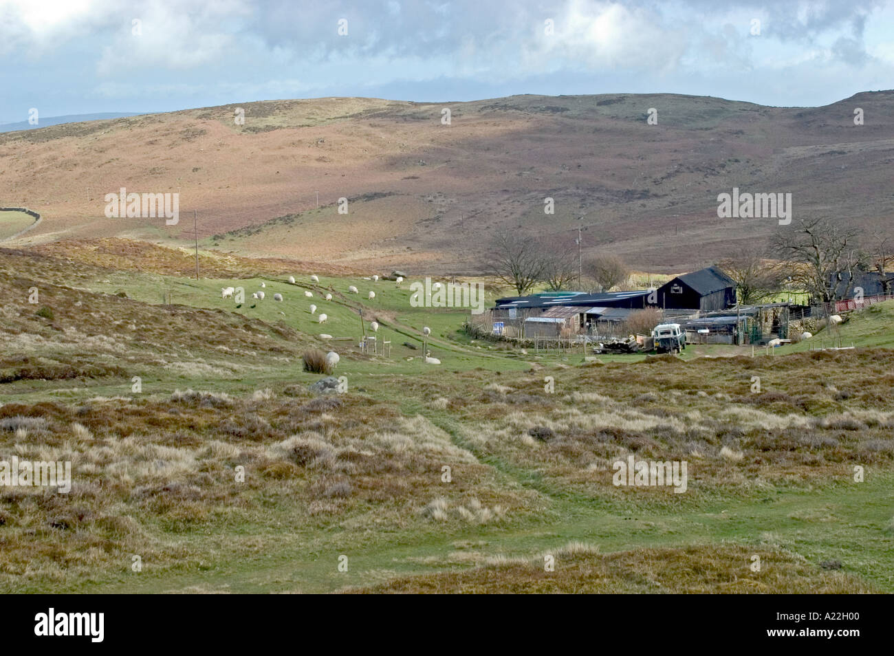 Mountain Sheep Farm Wales Stock Photo - Alamy