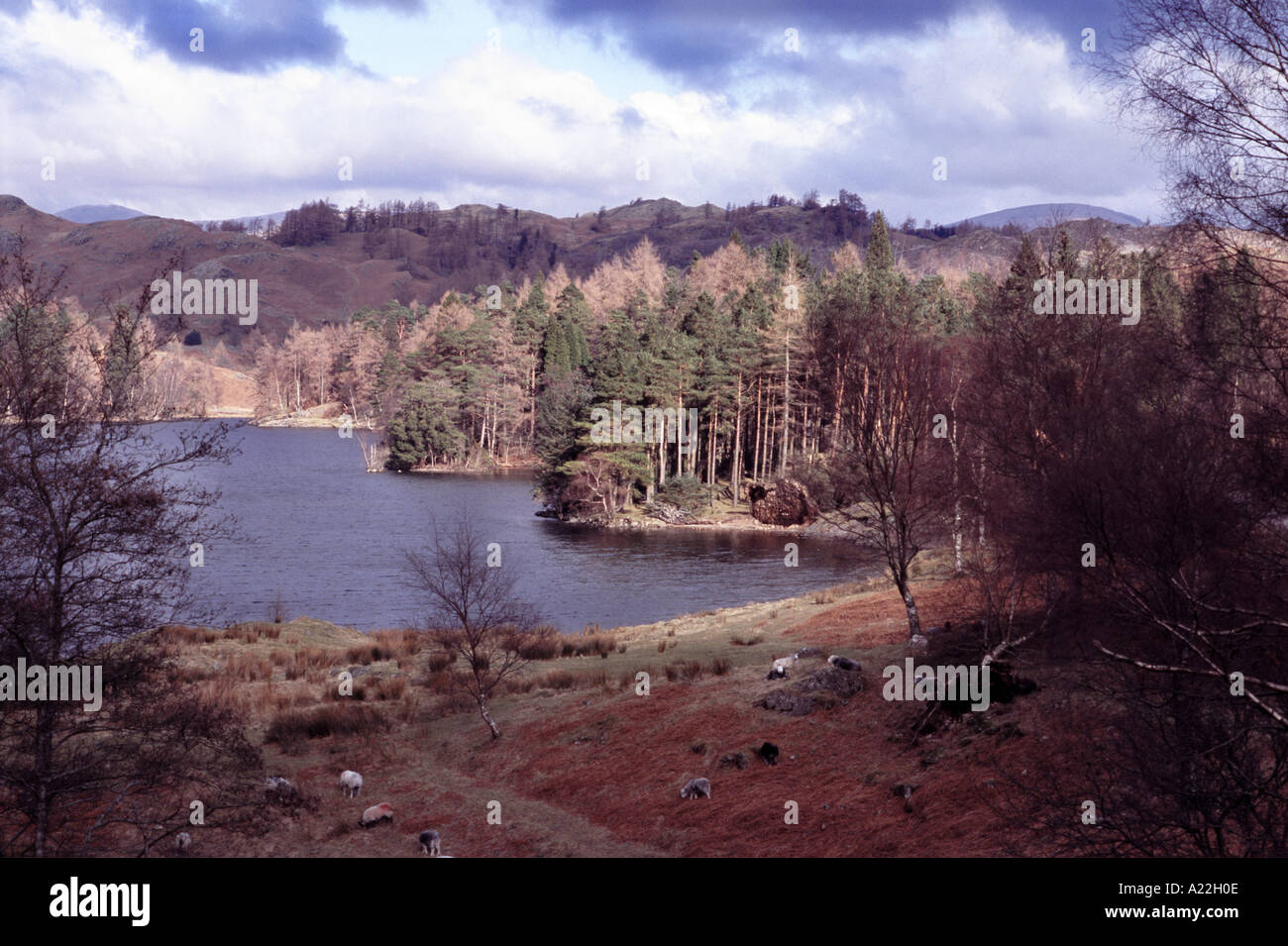Winter view of Tarn Hows in the Lake District in the North West of ...