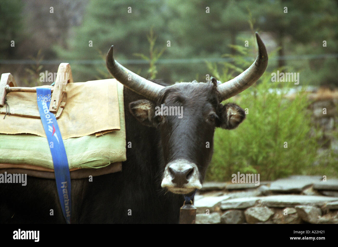 Yak saddle hi-res stock photography and images - Alamy