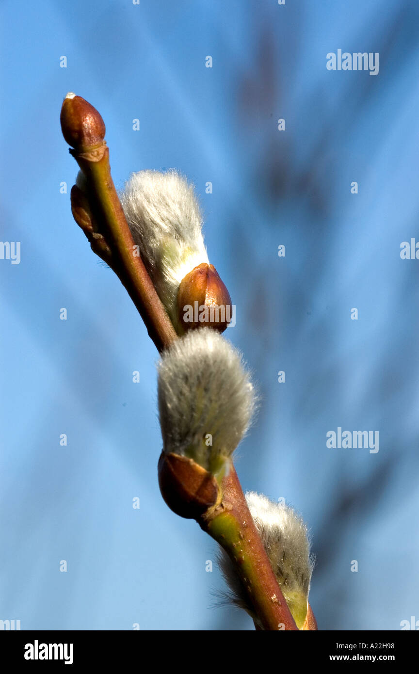 Pussy Willow in Spring Stock Photo - Alamy