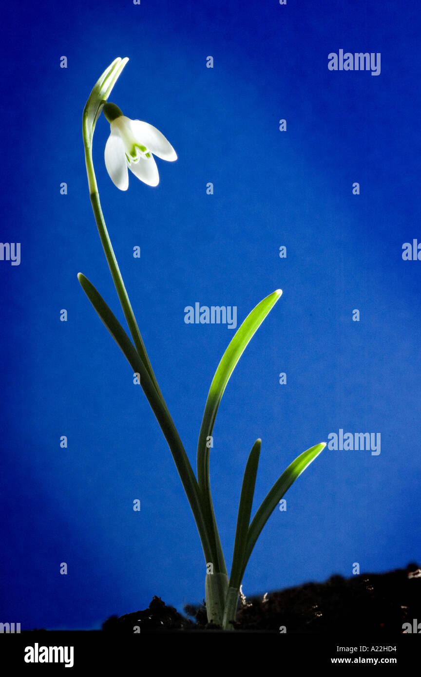 Single Snowdrop Stock Photo - Alamy