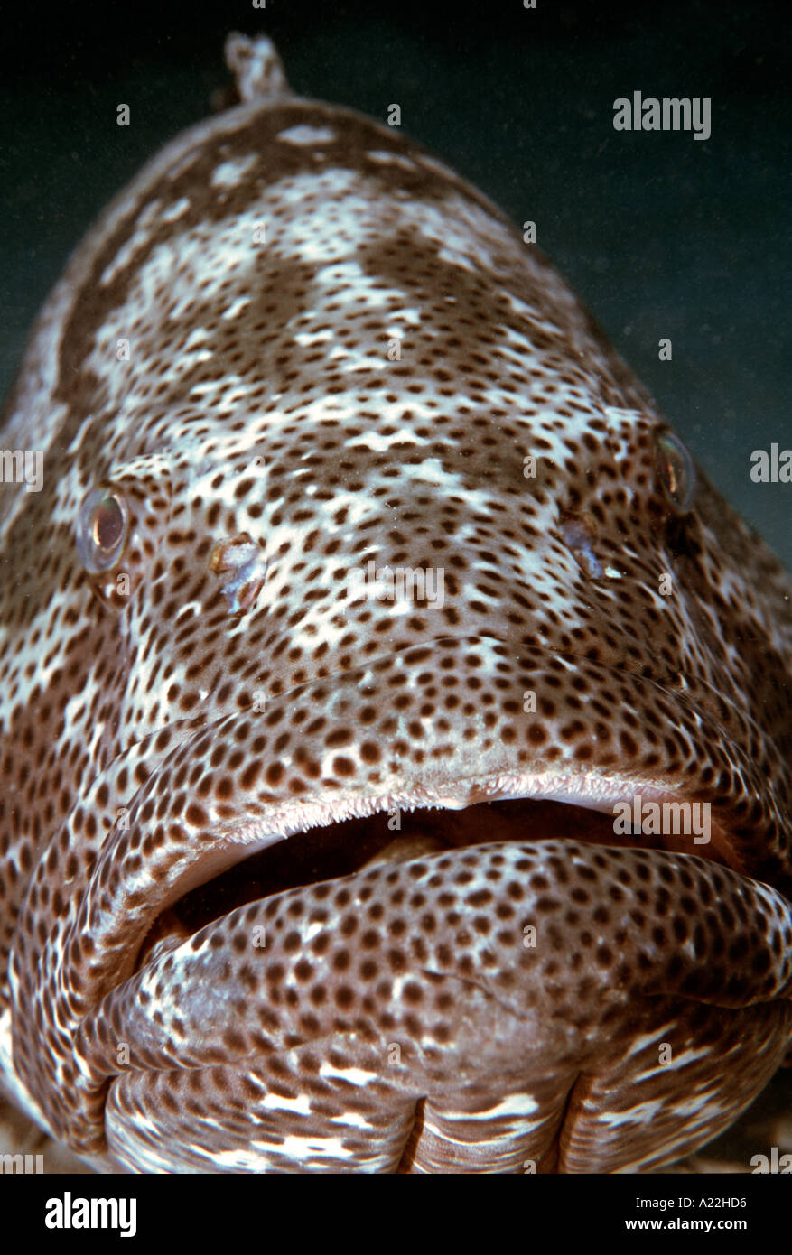 Queensland Grouper Jaw Bone