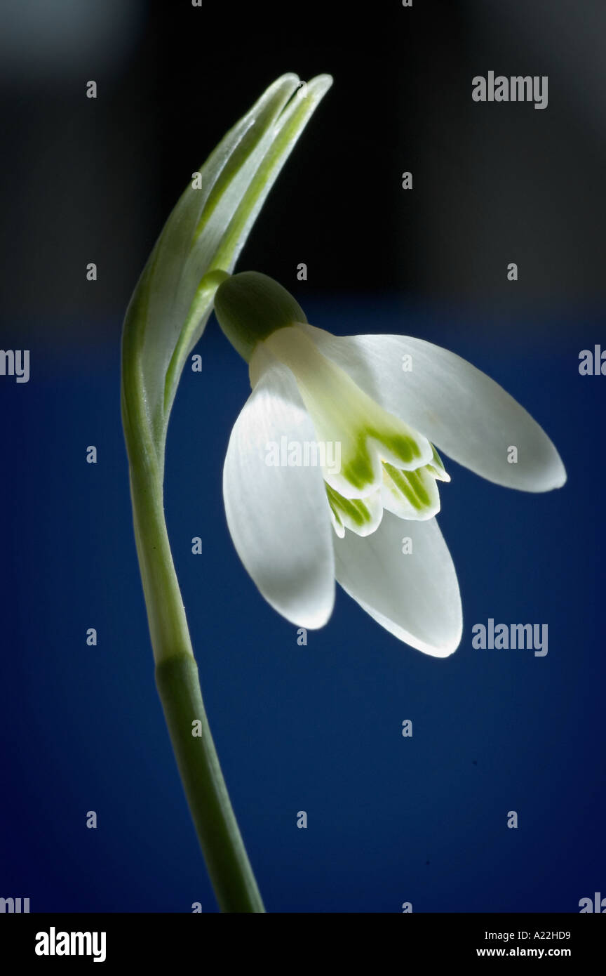 Single Snowdrop Stock Photo - Alamy