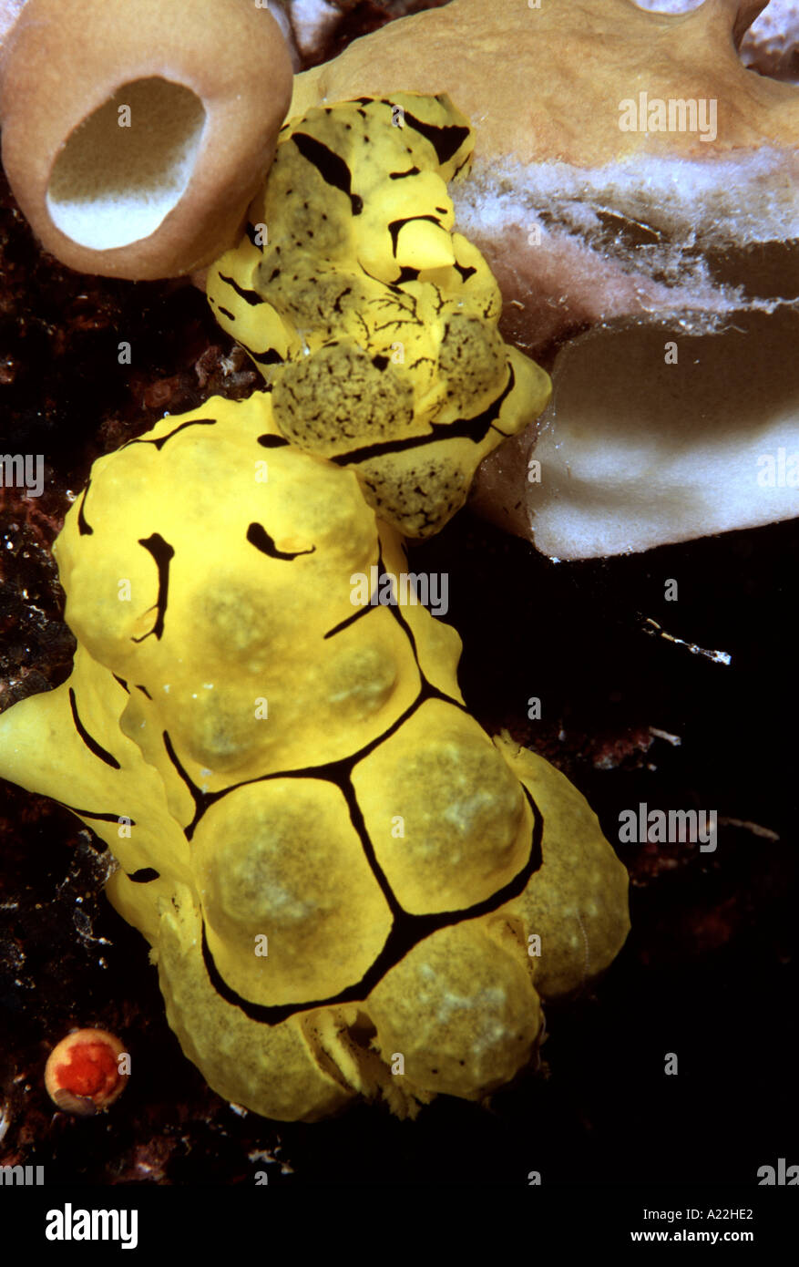 Nudibranch Notodoris sp on coral bommie Great Barrier Reef Australia ...