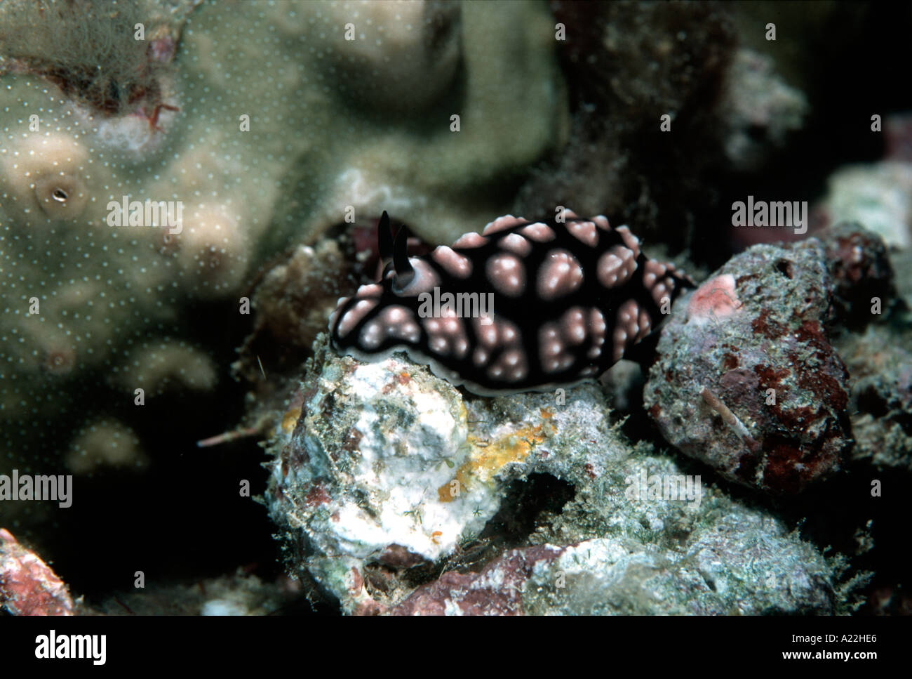 Nudibranch on coral reef Great Barrier Reef Queensland Australia Stock ...