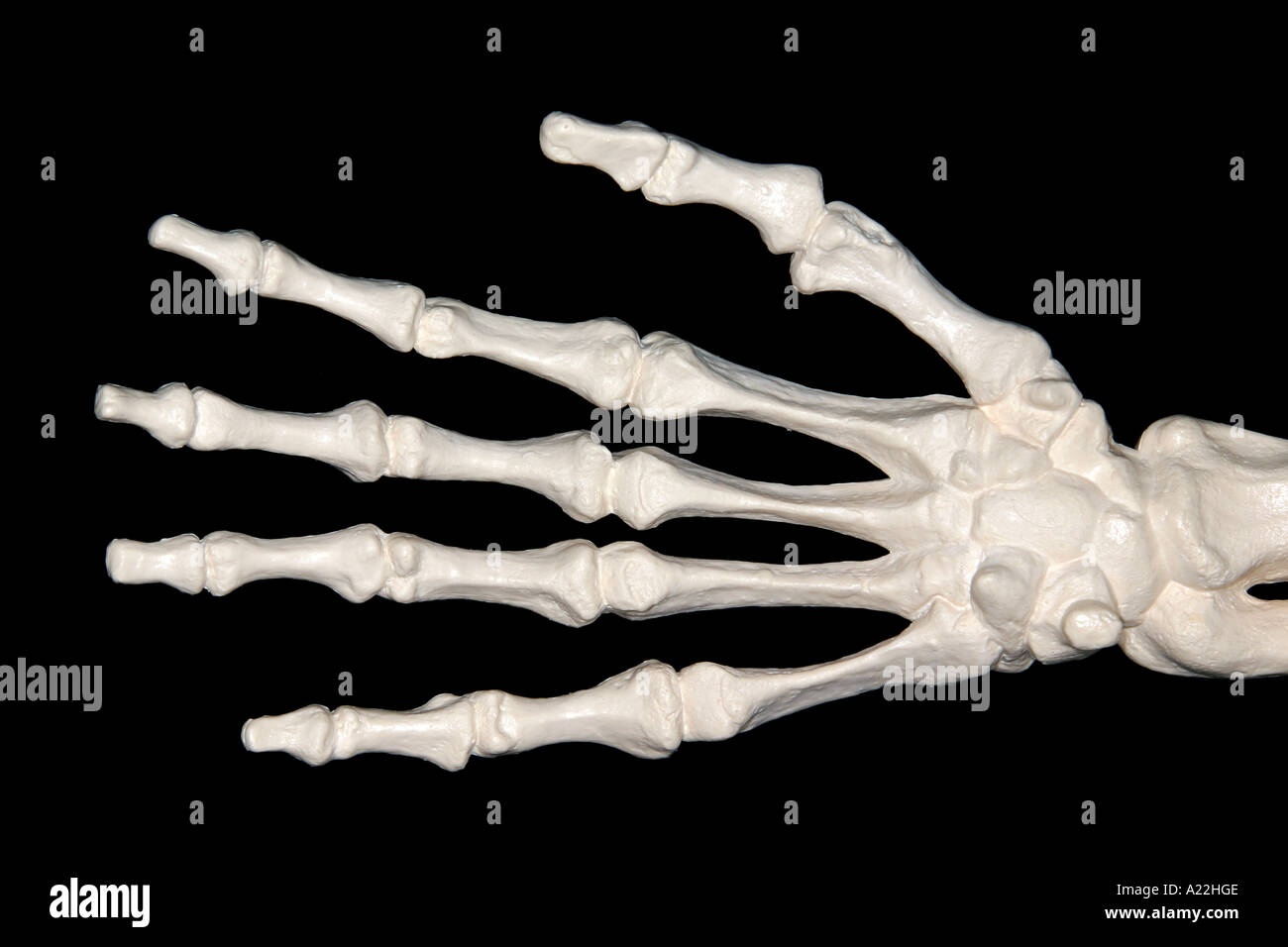 Skeleton hand hi-res stock photography and images - Alamy